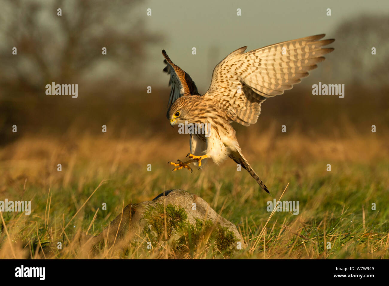 Kestrels landing hi-res stock photography and images - Alamy