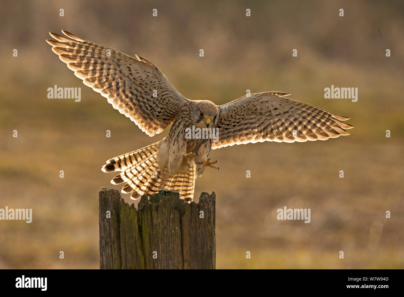 Kestrels landing hi-res stock photography and images - Alamy