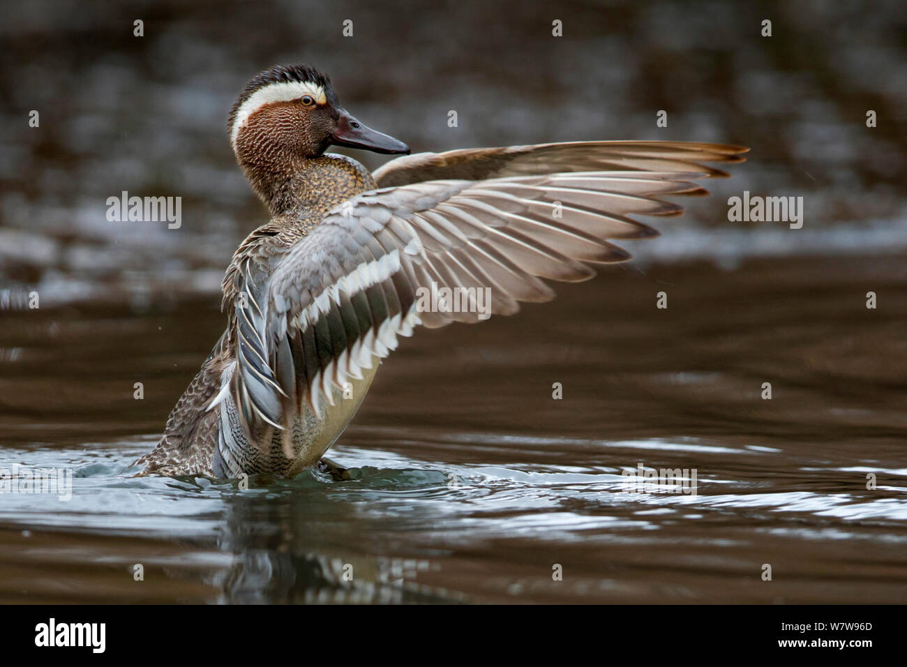 Garganey duck hi-res stock photography and images - Alamy