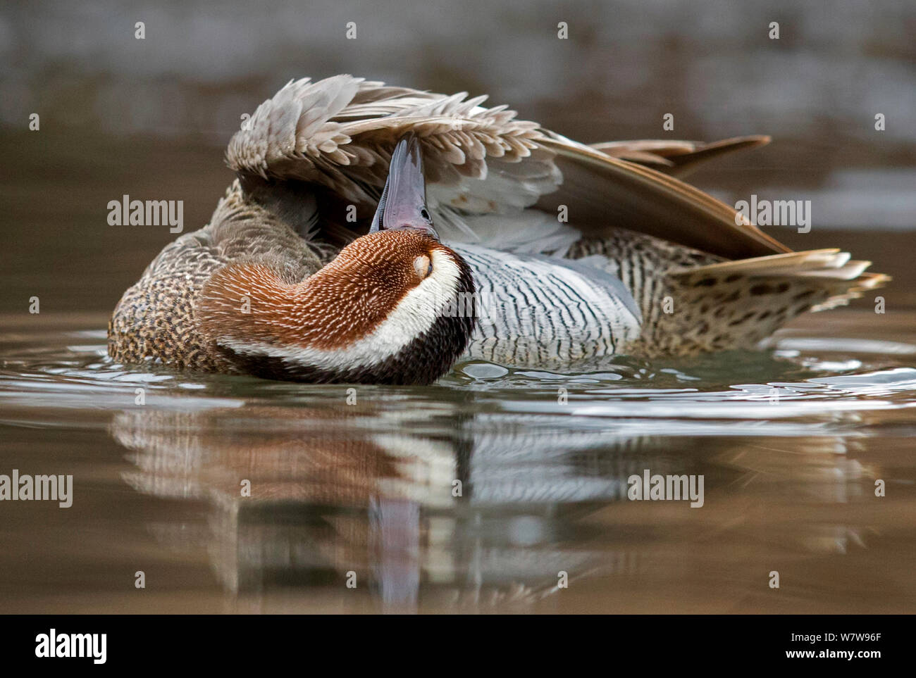 Garganey Duck (Anas querquedula) male on lake preening feathers, UK ...