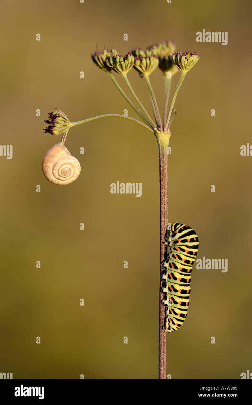 Papilio Hippocrates High Resolution Stock Photography and Images - Alamy
