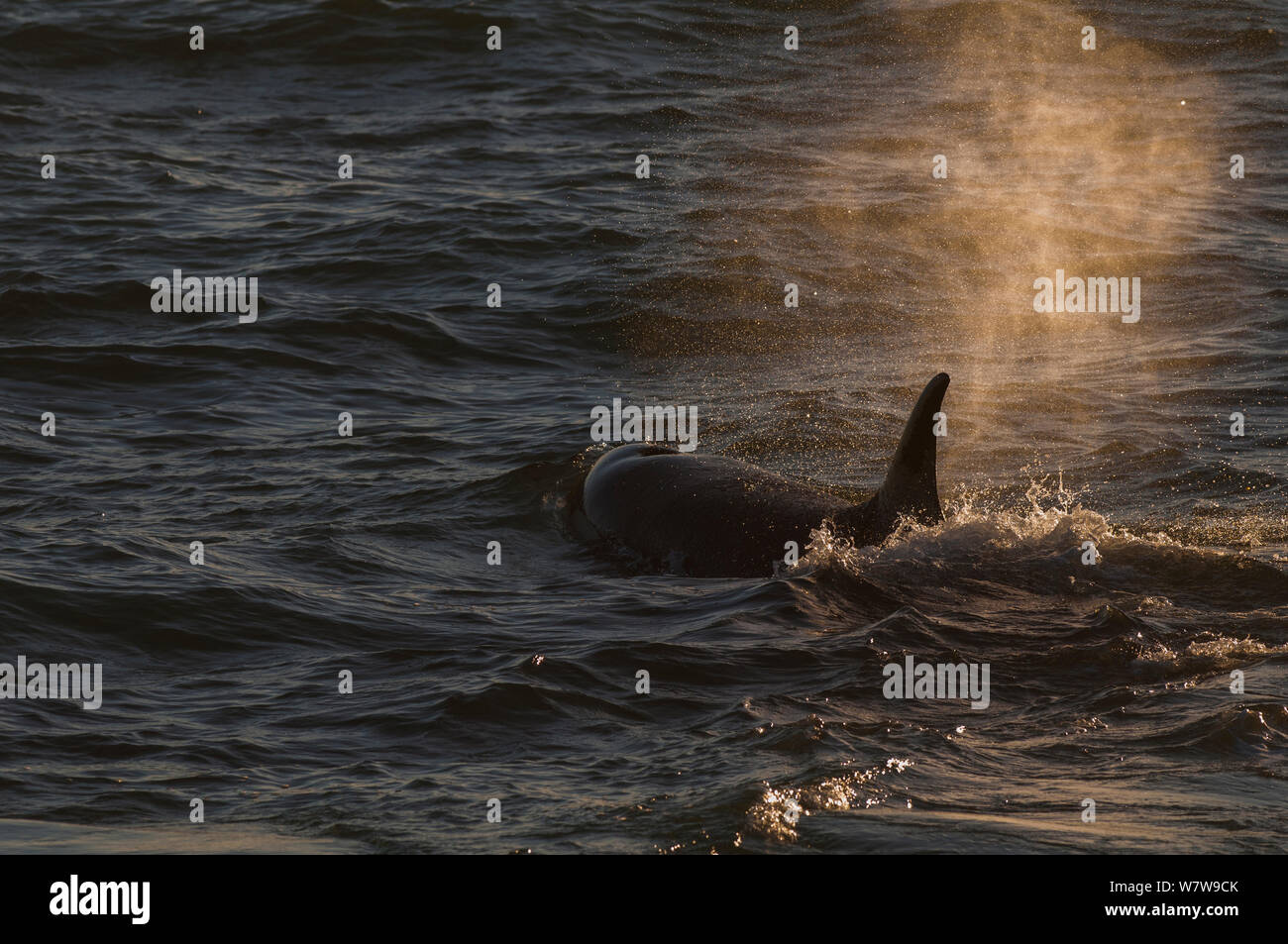 Orca orcinus orca spouting hi-res stock photography and images - Alamy