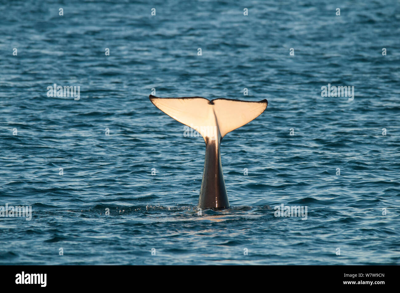 Dolphin tail hi-res stock photography and images - Alamy