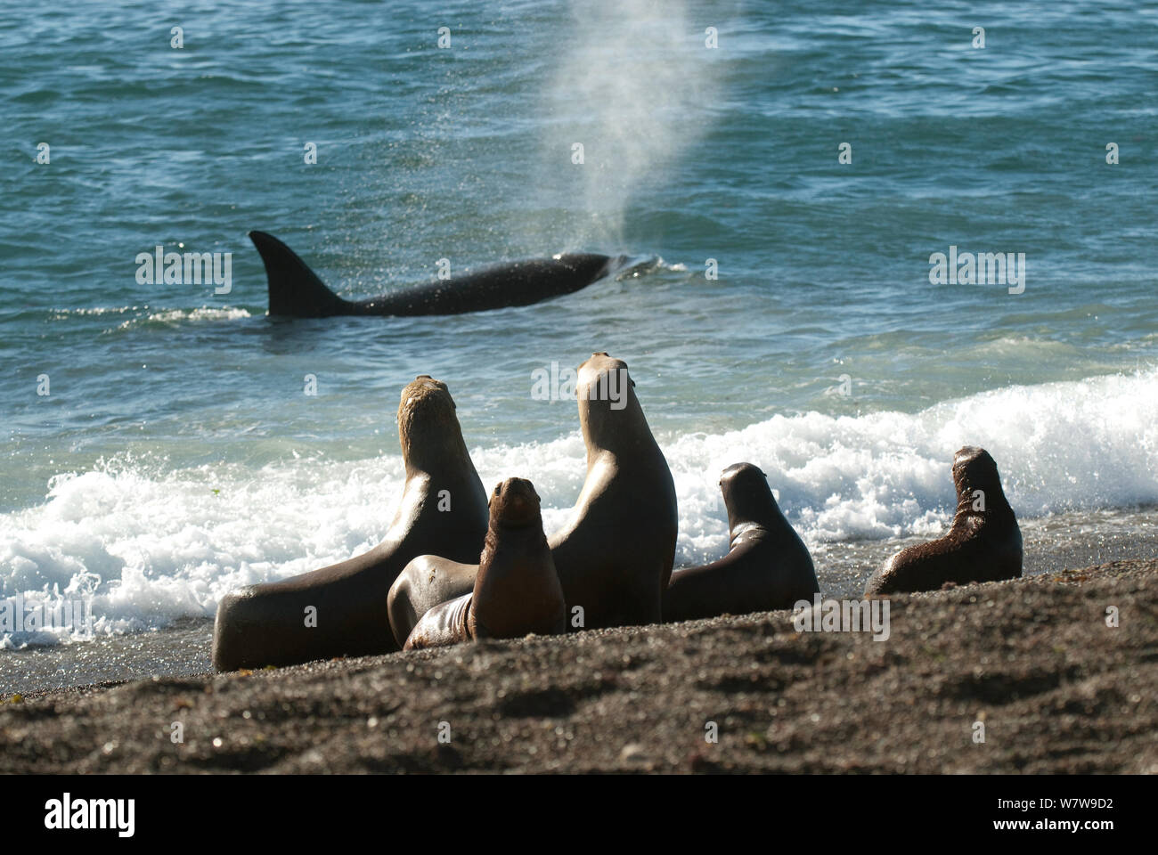 Killer whale hunting sea lions hi-res stock photography and images - Alamy
