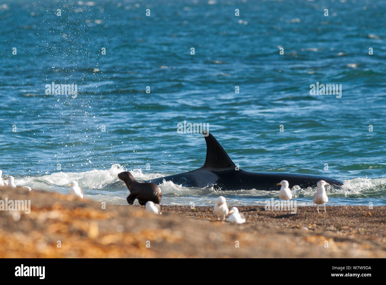 Orca Whale Dolphin Hunt