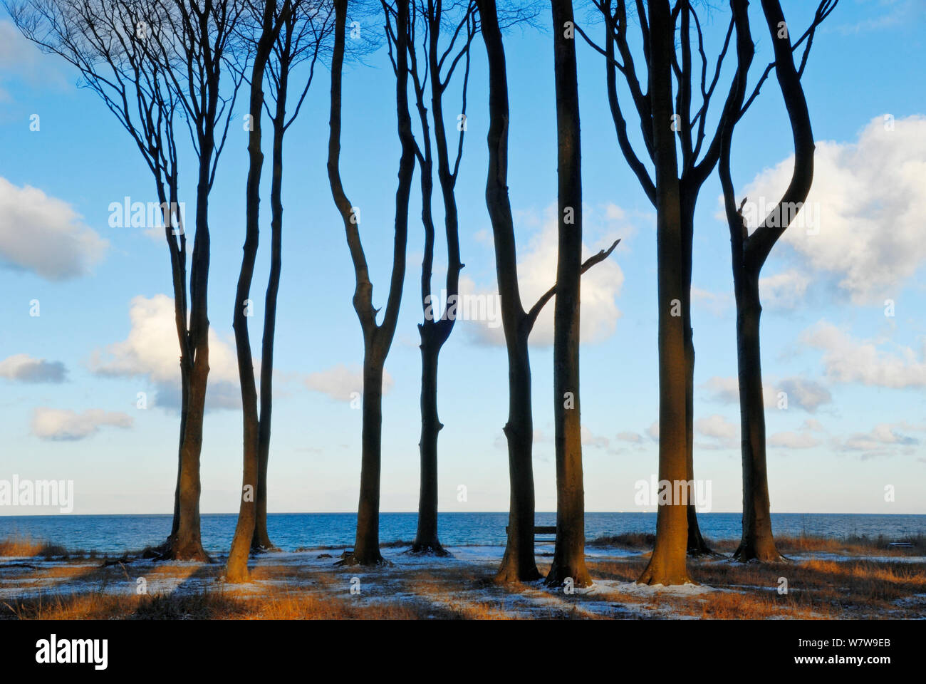 Coastal European beech (Fagus sylvatica) trees in winter ...