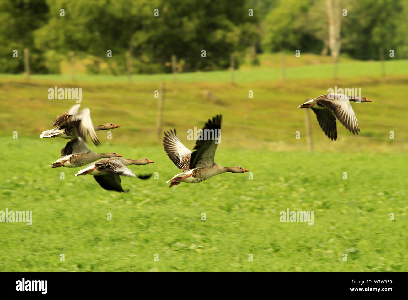 Geese movement hi-res stock photography and images - Alamy