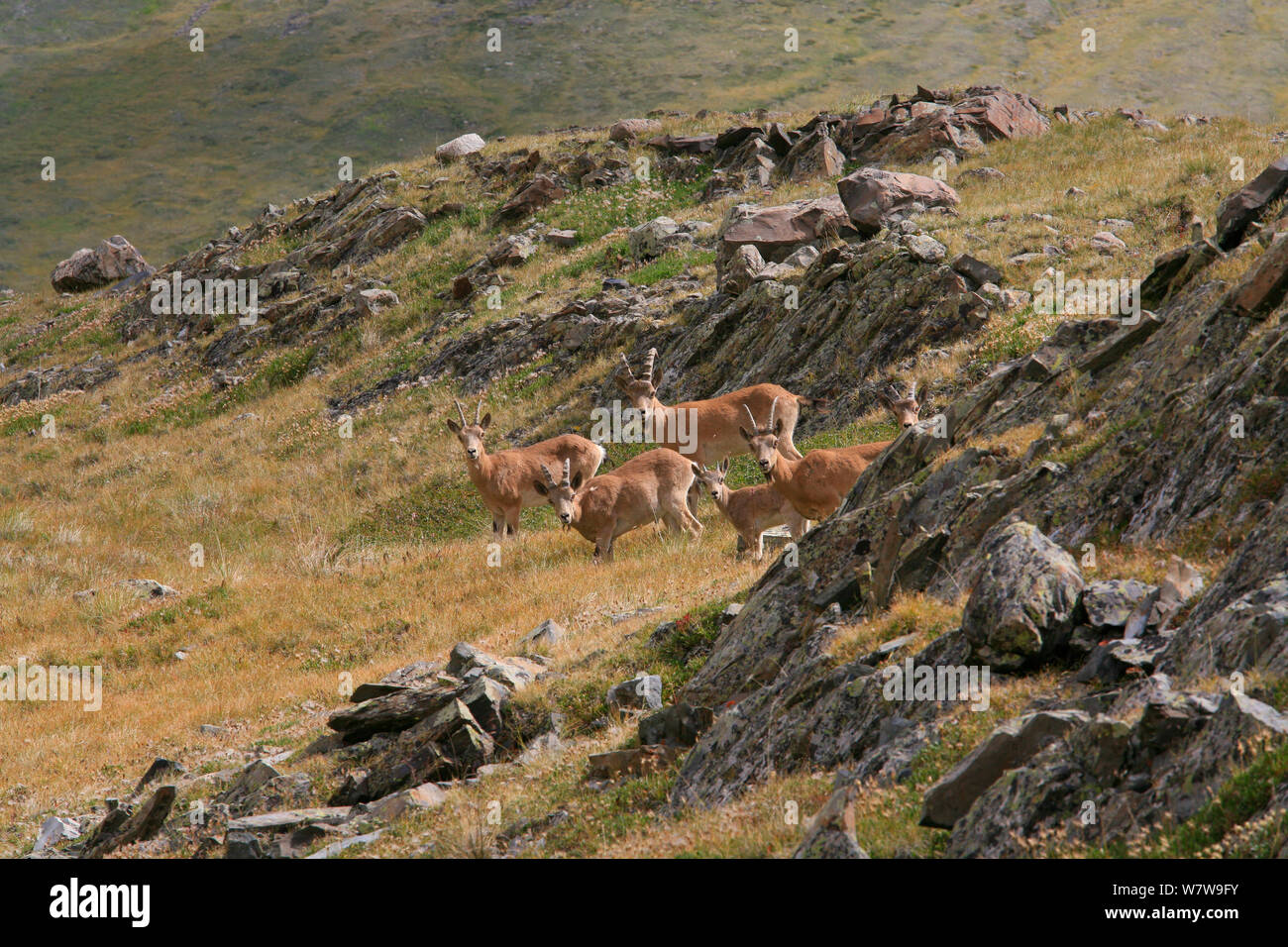 Siberian Ibex (Capra sibirica) in South East Altai Mountains, Siberia ...