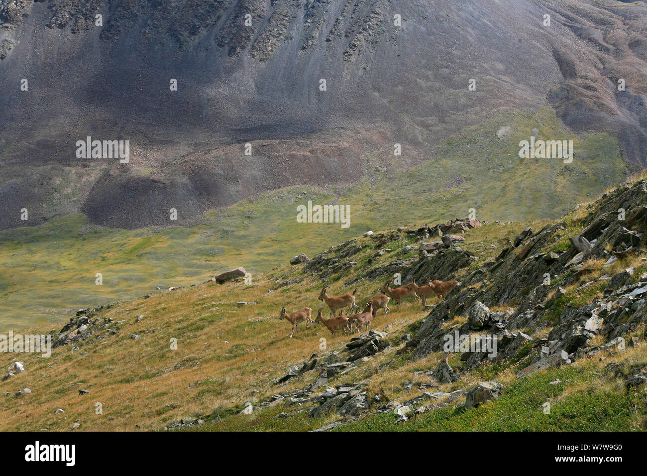 Siberian Ibex (Capra sibirica) in South East Altai Mountains, Siberia ...