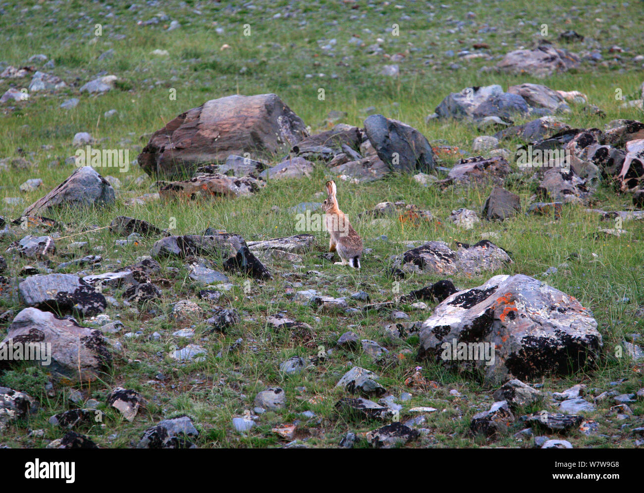Lepus tolai hi-res stock photography and images - Alamy