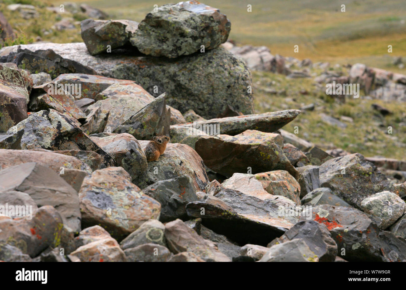 Pikas hi-res stock photography and images - Alamy