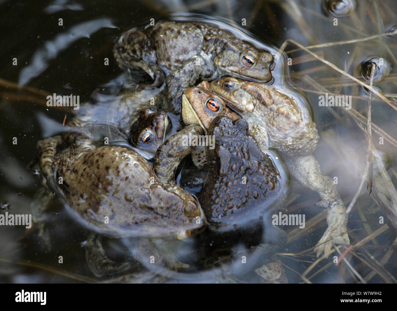 Common Toad (Bufo bufo) mating ball, Altai Mountains, Russia, April ...