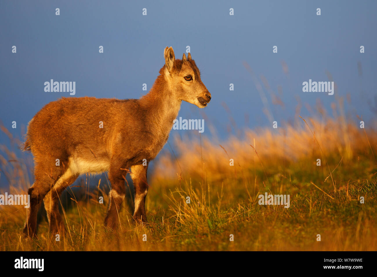 Baby goat alps hi-res stock photography and images - Alamy