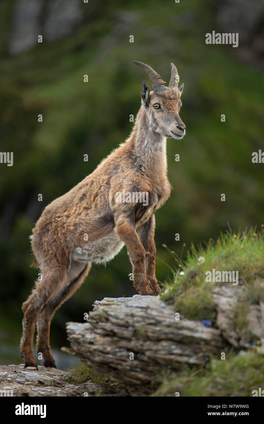 Alpine ibex capra ibex female hi-res stock photography and images - Alamy