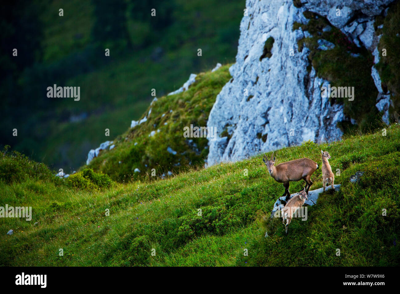 Alpine ibex (Capra ibex) female with young calves, Bernese Alps ...