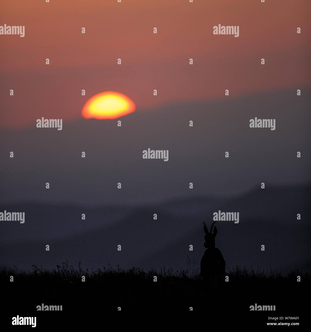 Rupicapra rupicapra image hi-res stock photography and images - Alamy