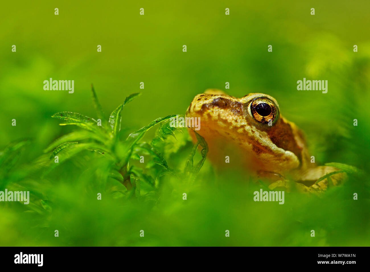 Brown frog (Rana sp) close up, Vosges Mountains, France Stock Photo - Alamy