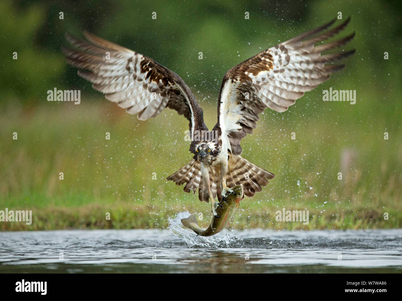 Osprey Bird Splashing Water With Its Wings High Resolution Stock ...