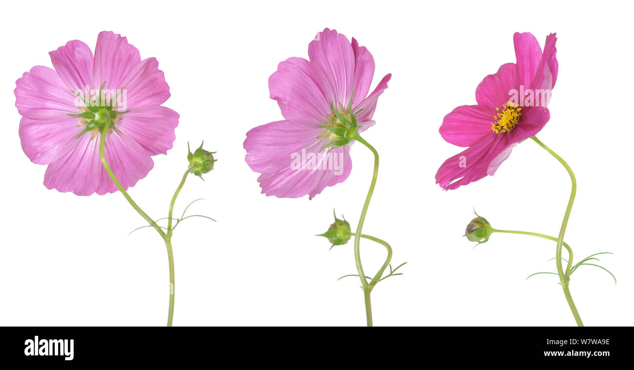light pink cosmos isolated on white background Stock Photo - Alamy