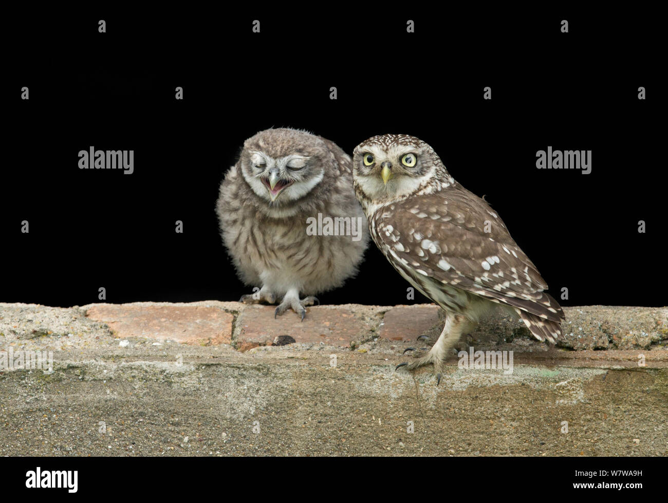 Little Owl (Athene noctua) parent with young begging for food, UK, June ...