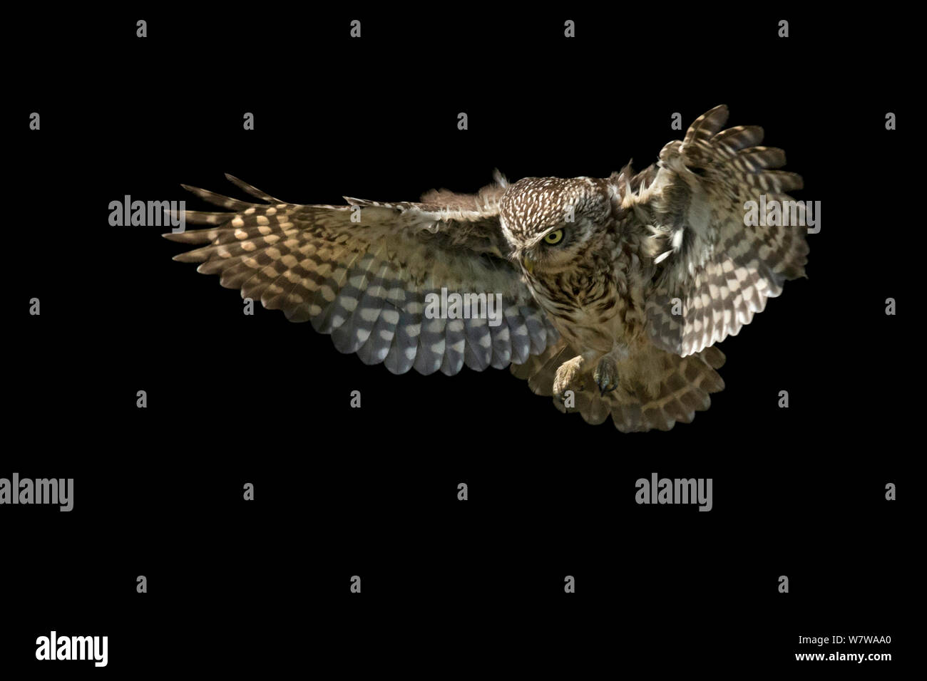 Little Owl (Athene noctua) flying across black doorway, UK, May Stock ...