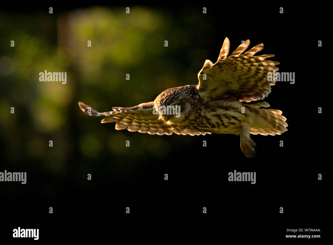 Little Owl (Athene noctua) flying across barn doorway, UK, May Stock ...