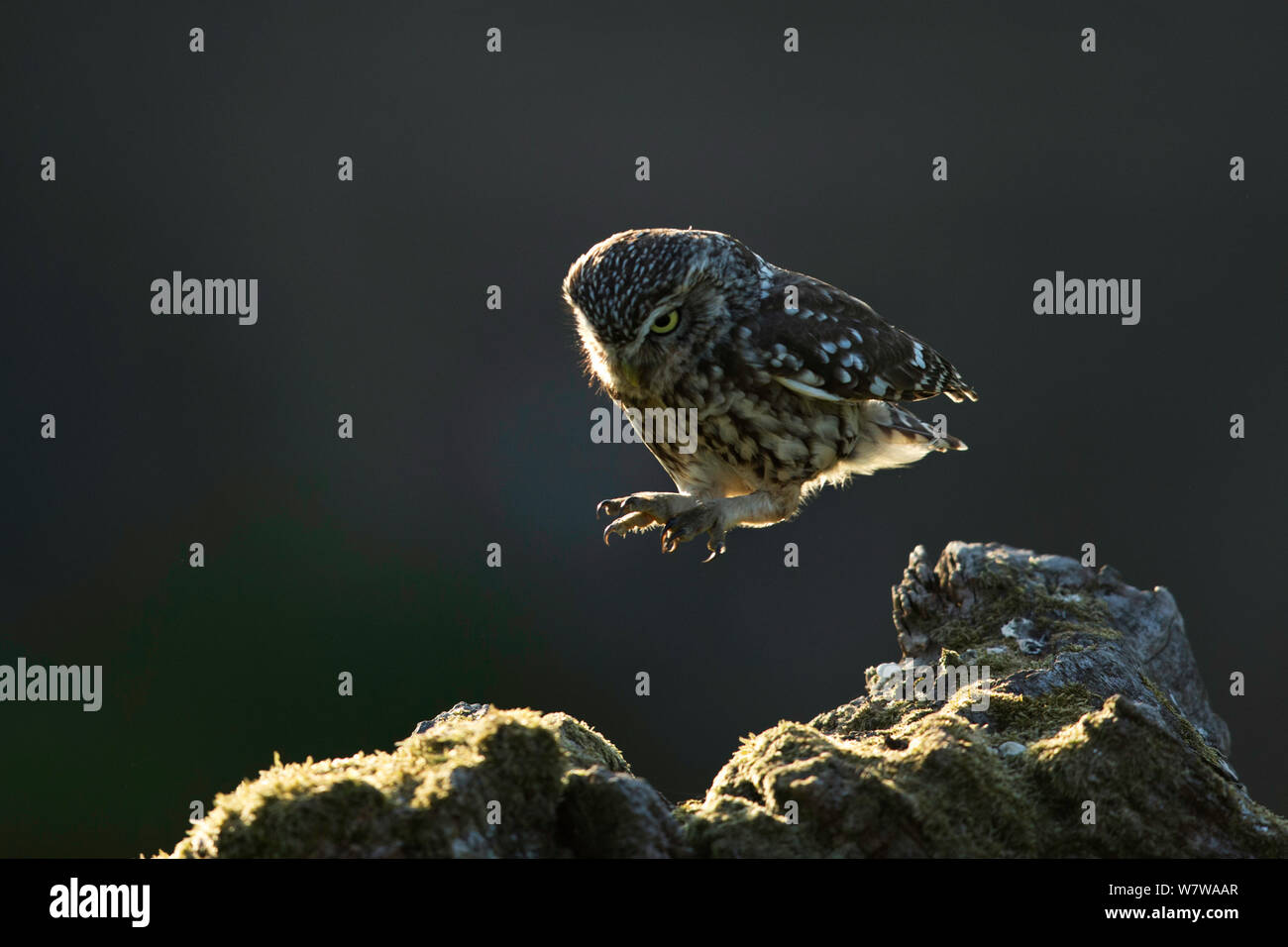 Little Owl (Athene noctua) jumping along perch, UK, May Stock Photo - Alamy