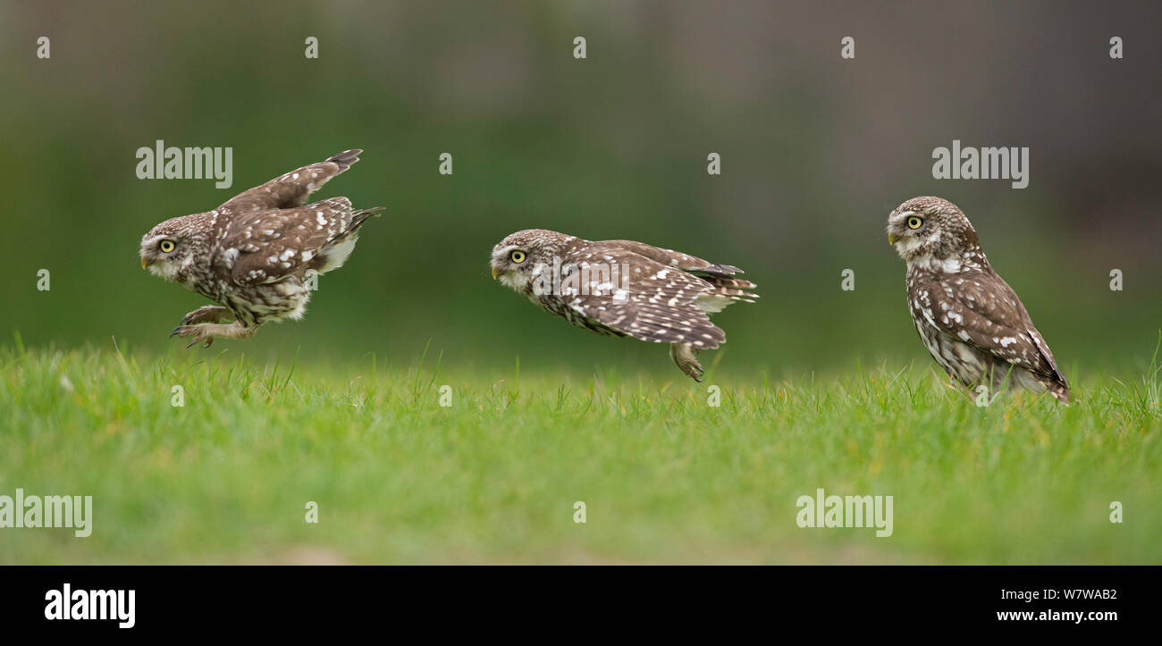 Little Owl (Athene noctua) hunting on the ground, sequence of hopping ...