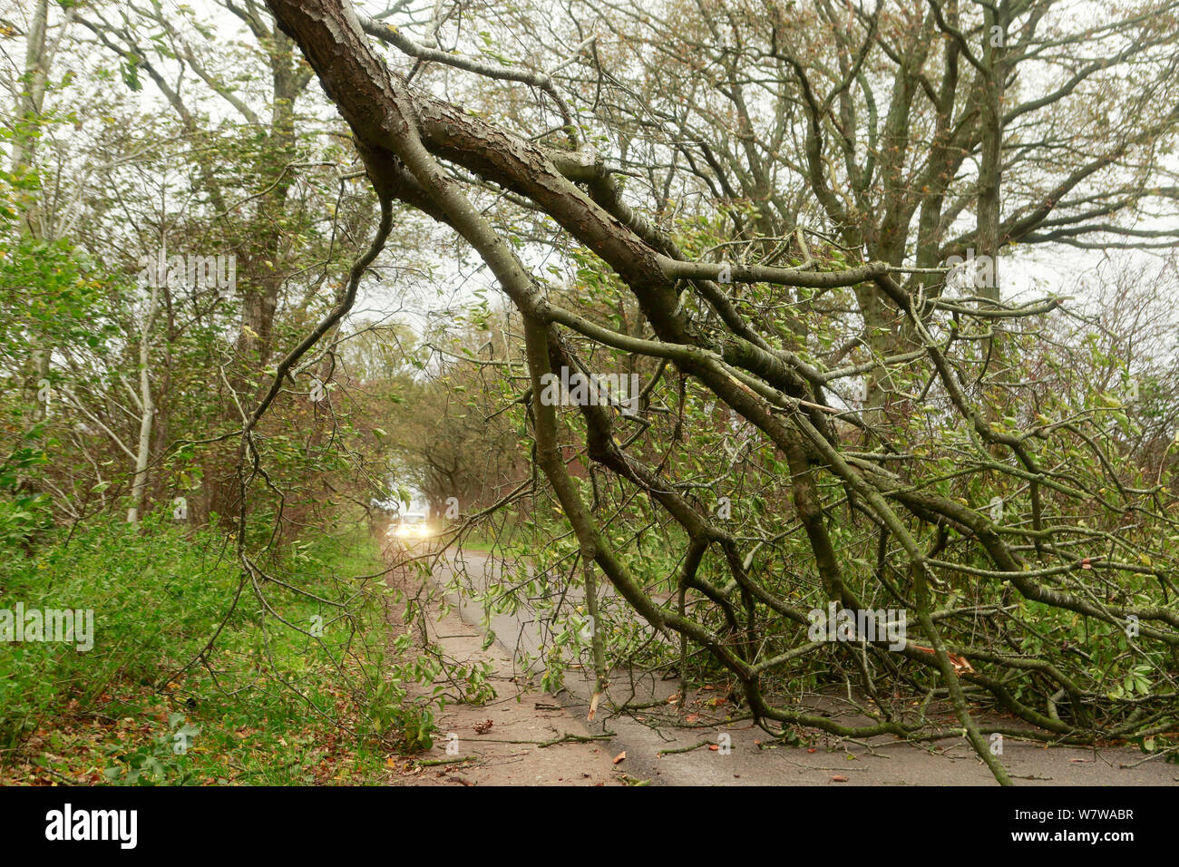 Tree blocking road hi-res stock photography and images - Alamy
