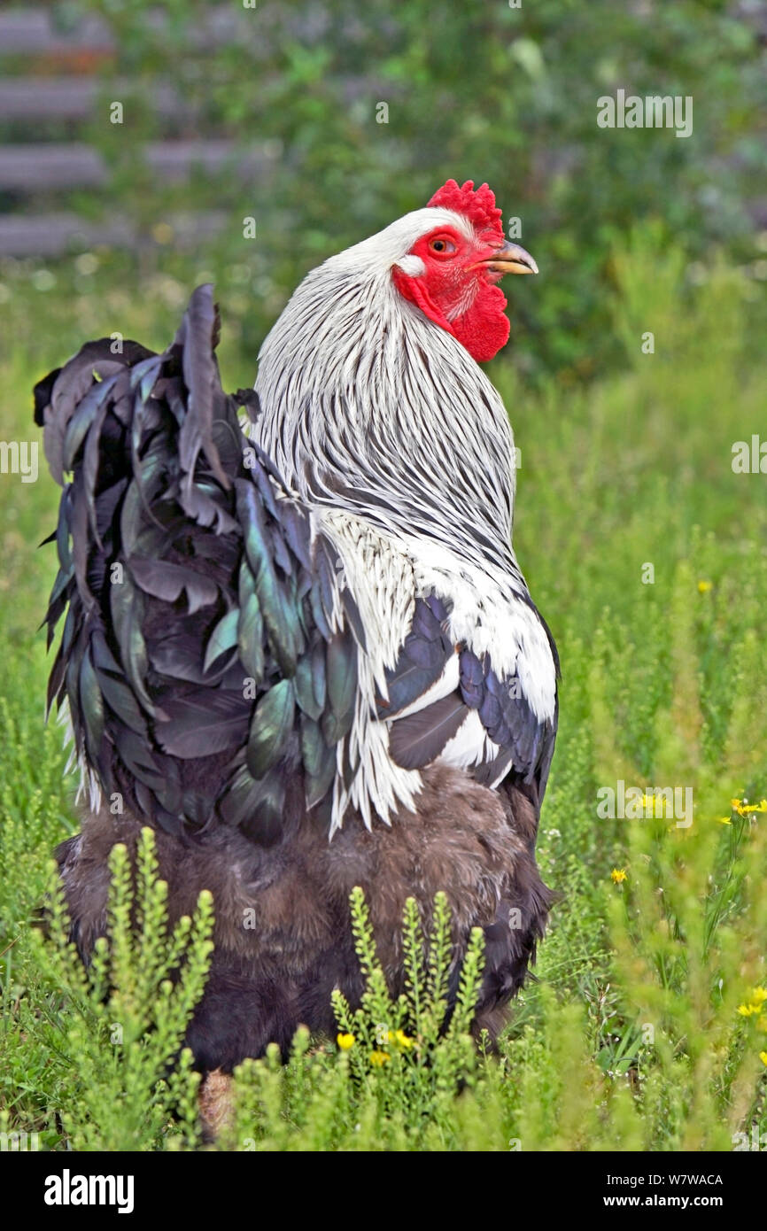 Brahma rooster hi-res stock photography and images - Alamy