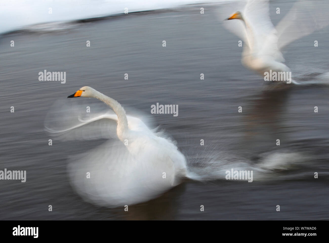 Swans taking off take off hi-res stock photography and images - Alamy