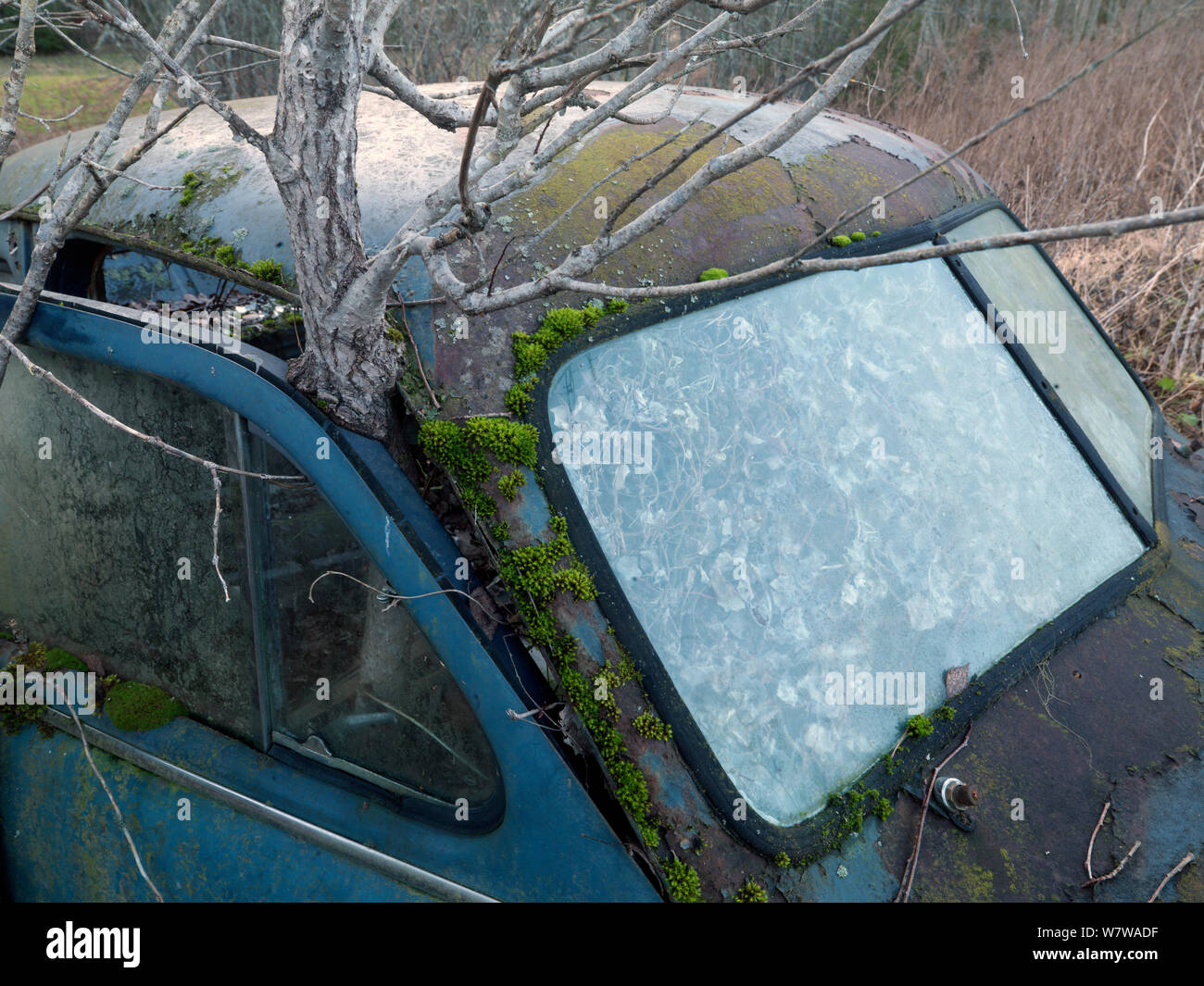 Tree growing through abandoned car in car graveyard, Varmland, Sweden ...