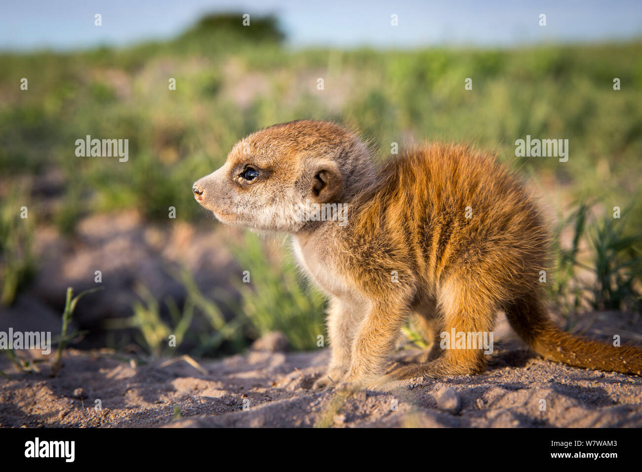Meerkat baby hi-res stock photography and images - Alamy
