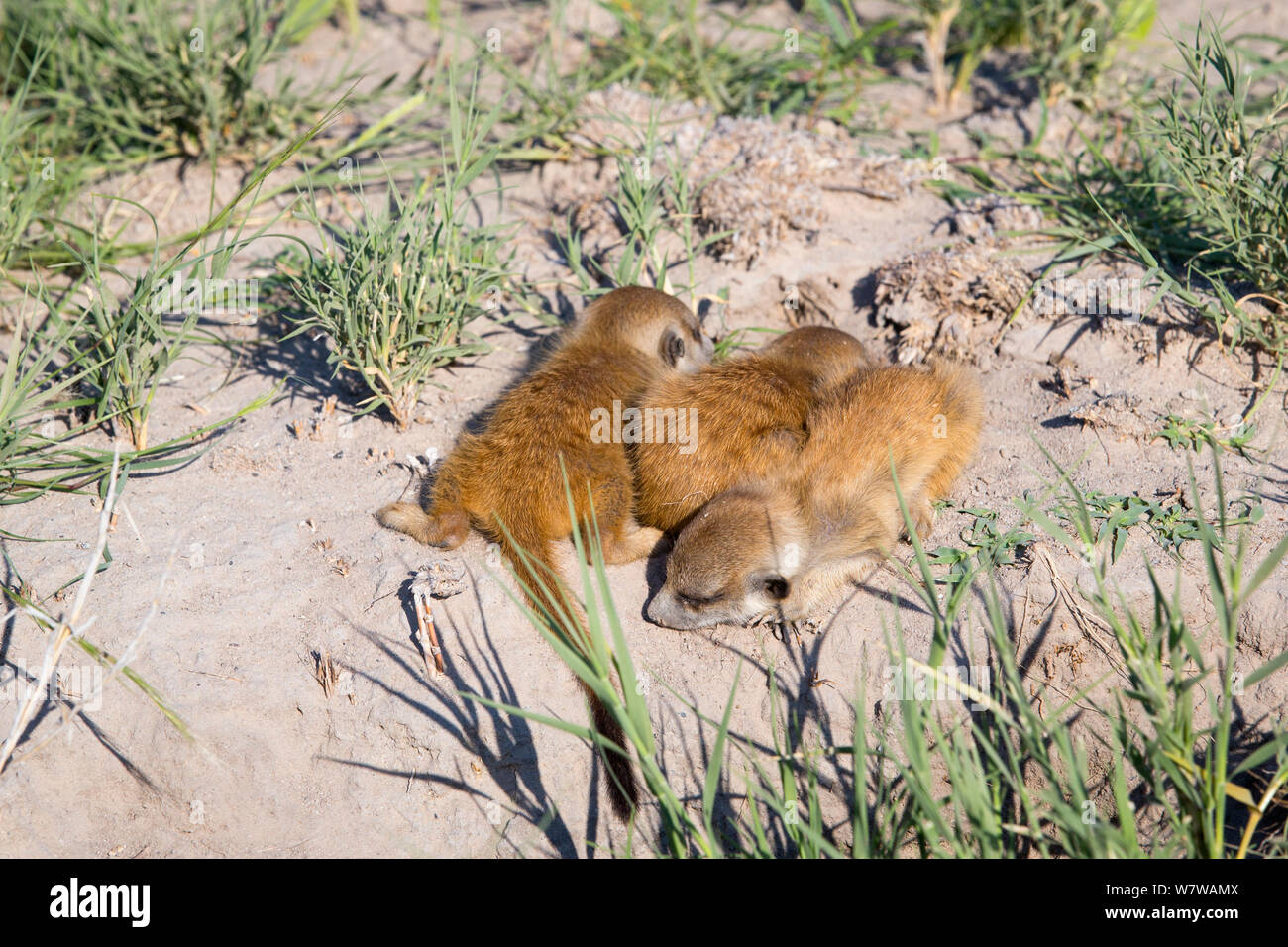 Suricata babies hi-res stock photography and images - Alamy