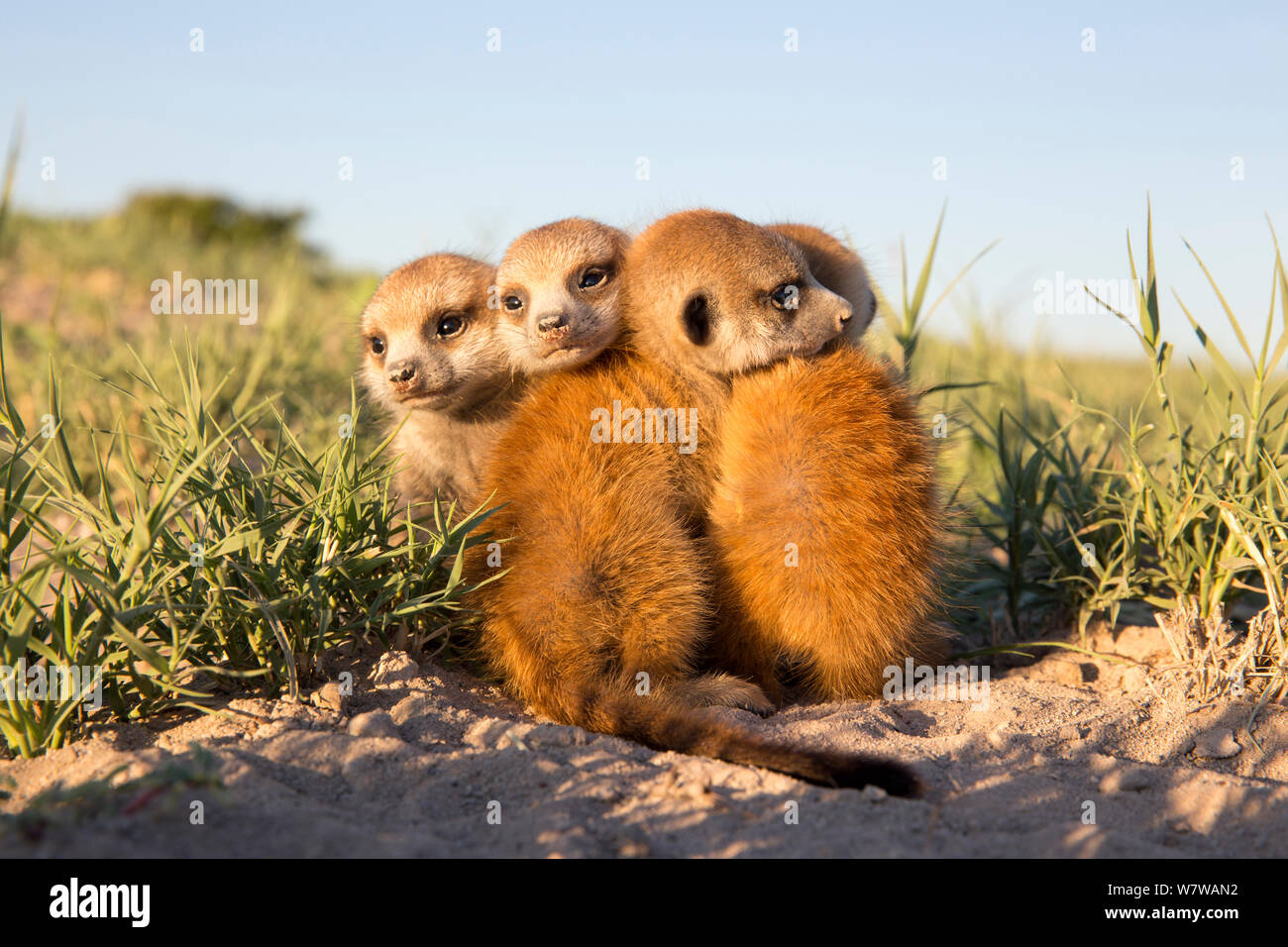 Huddling together hi-res stock photography and images - Alamy