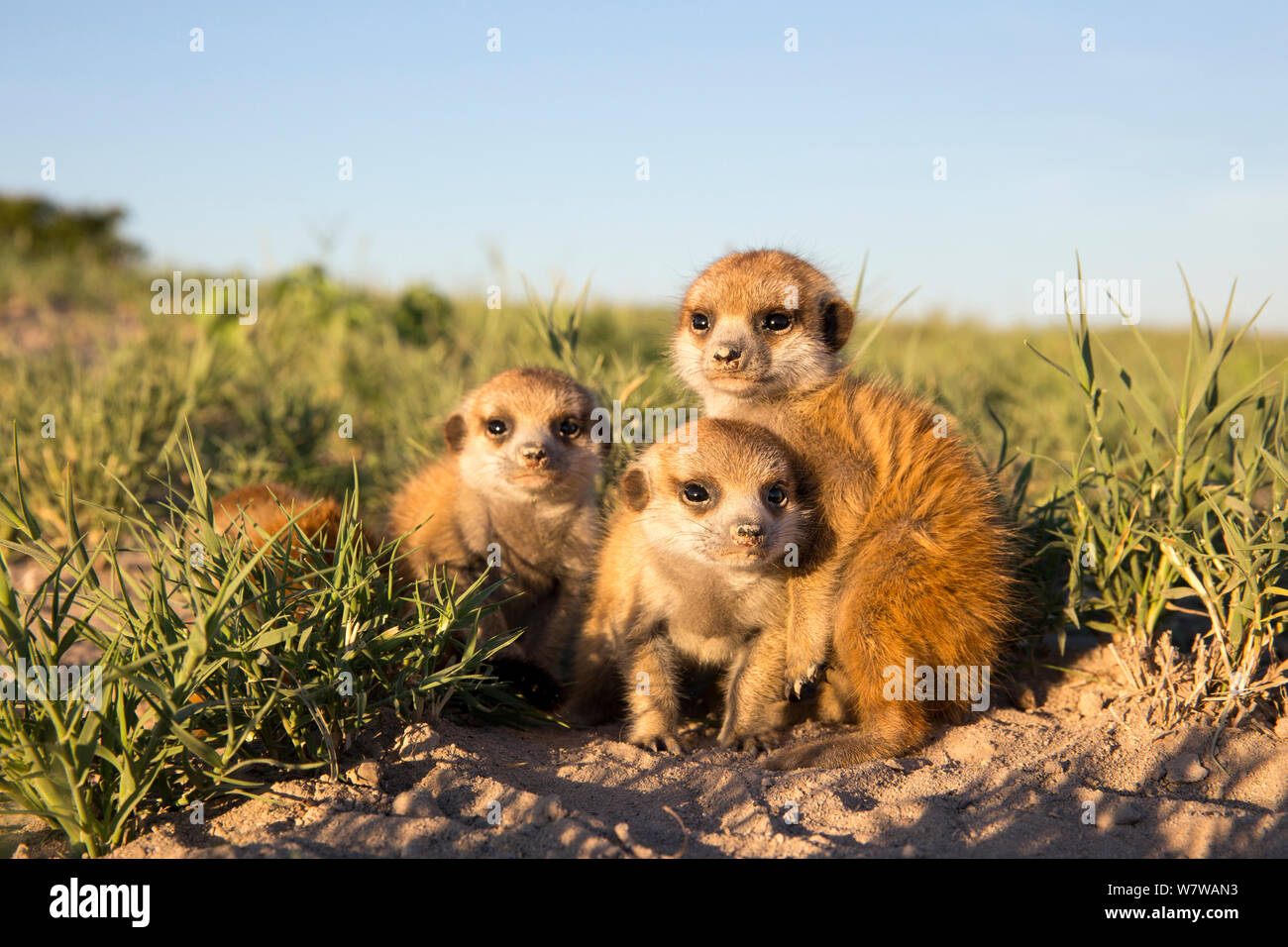 Suricata babies hi-res stock photography and images - Alamy