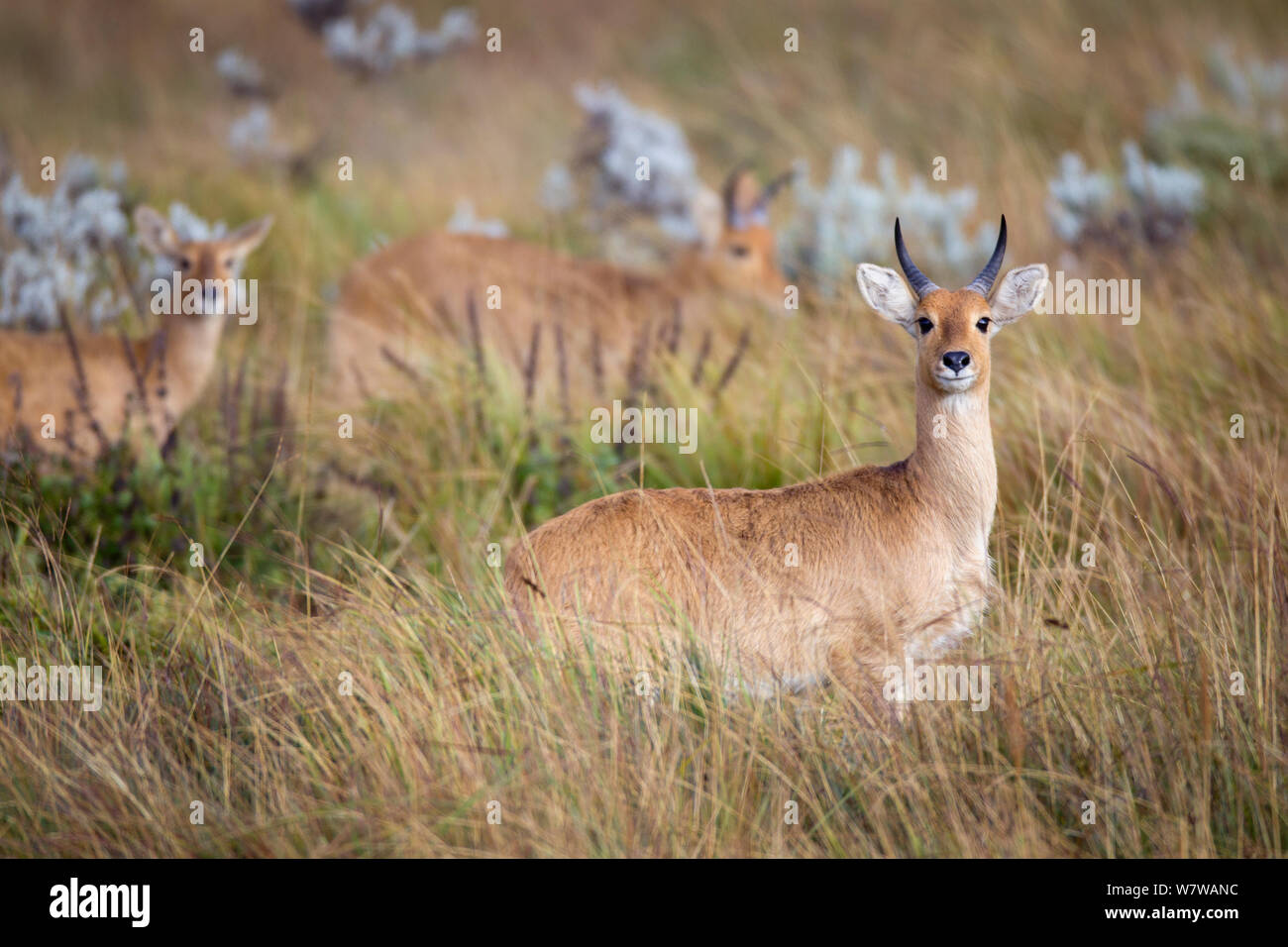Bohor reedbucks (Redunca redunca) male, Gasay Grasslands, Ethiopia ...