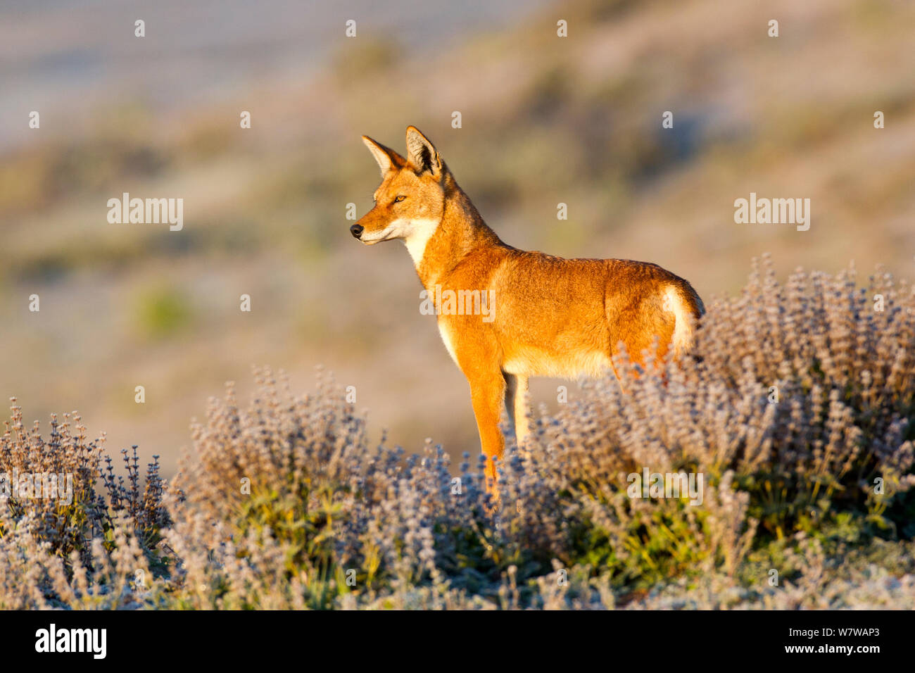 Ethiopian wildlife hi-res stock photography and images - Alamy