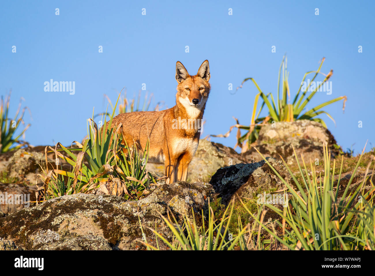 Male Ethiopian wolf (Canis simensis) Bale Mountains National Park ...