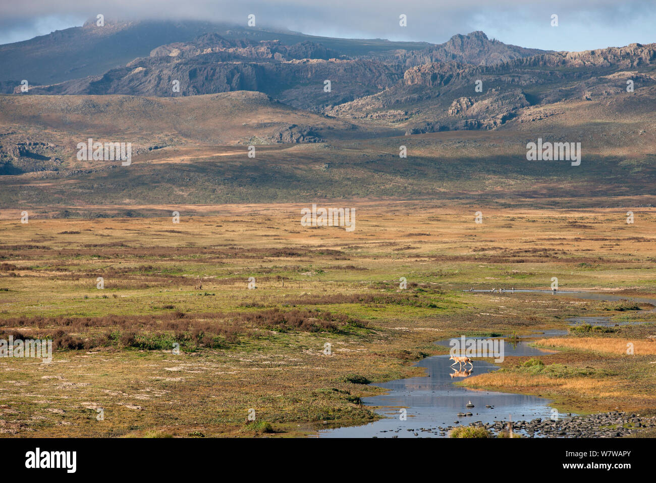 Ethiopian Wolf (Canis simensis) patrolling territory in the Web Valley ...