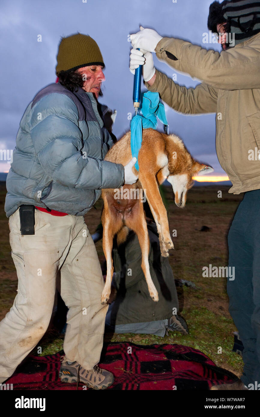 Researchers from the Ethiopian Wolf Conservation Programme (EWCP ...