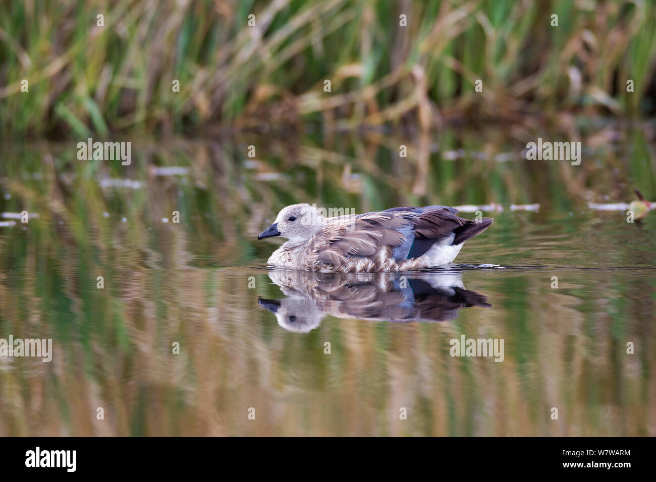 Blue-winged Goose (Cyanochen cyanoptera) Bale Mountains National Park ...