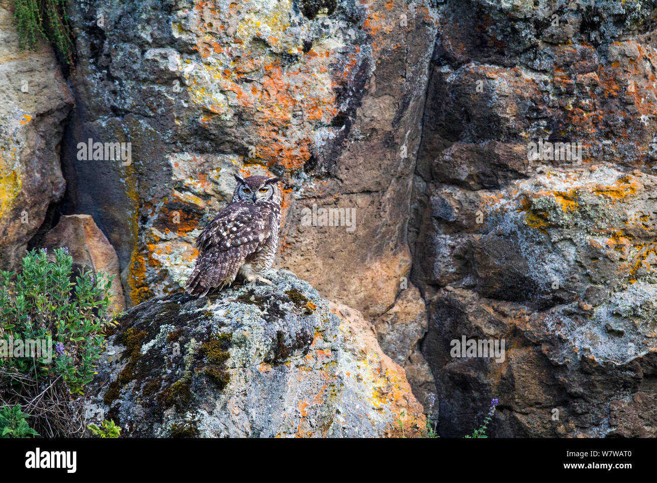 Cape eagle owl bubo capensis hi-res stock photography and images - Alamy