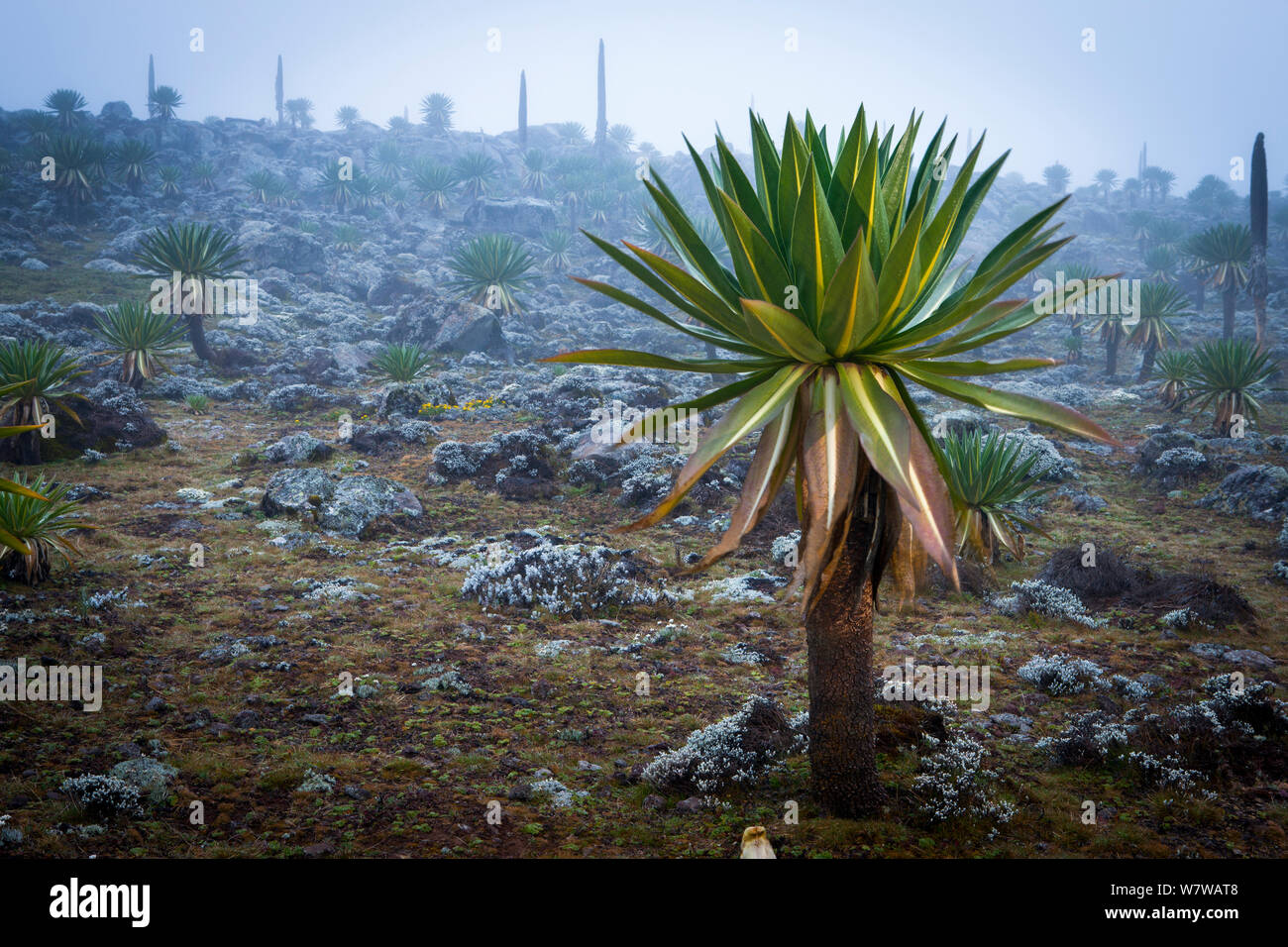 Giant lobelia (Lobelia rhynchopetalum) in mist on the Sanetti Plateau ...