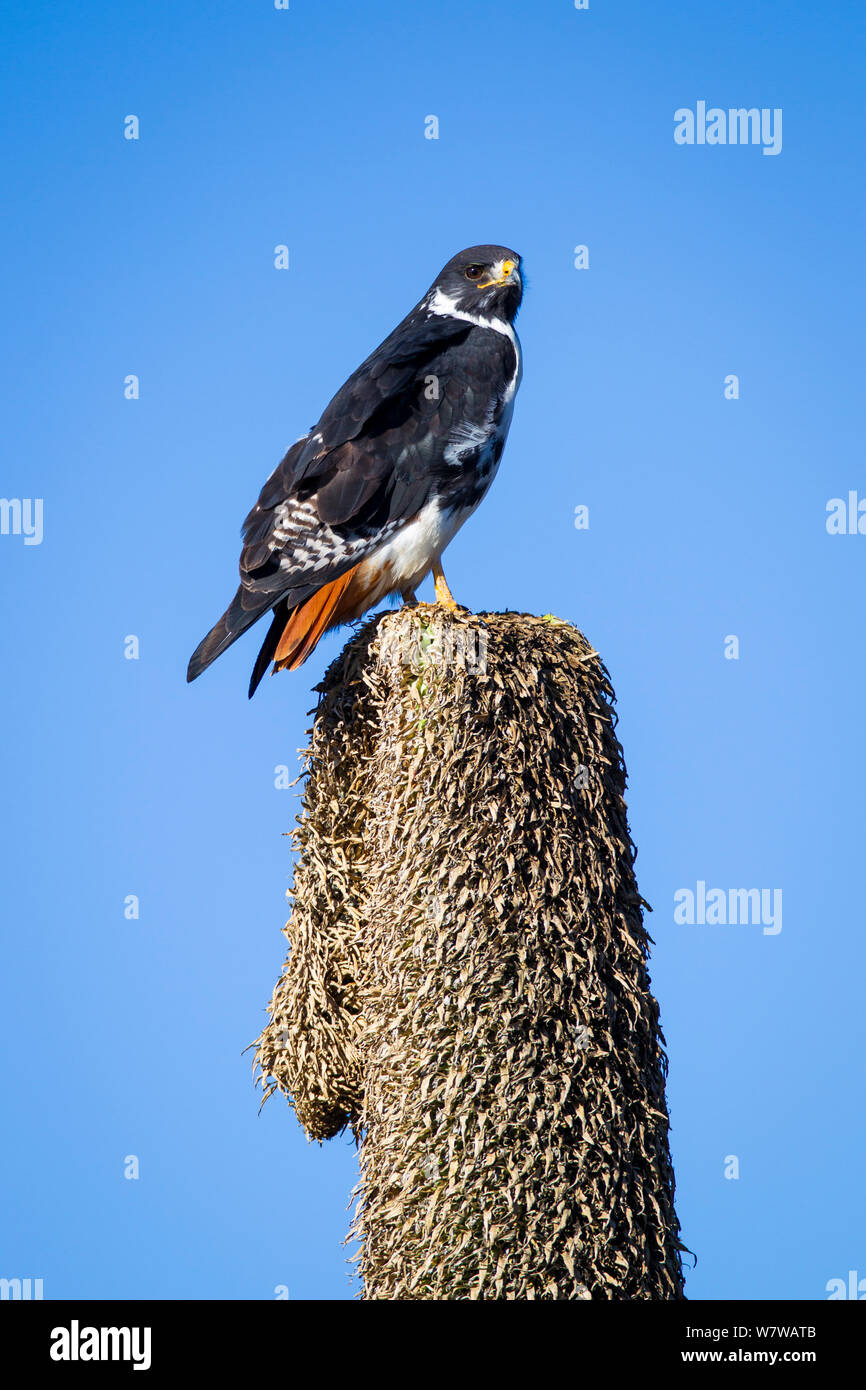 Endemic birds of ethiopia hi-res stock photography and images - Alamy