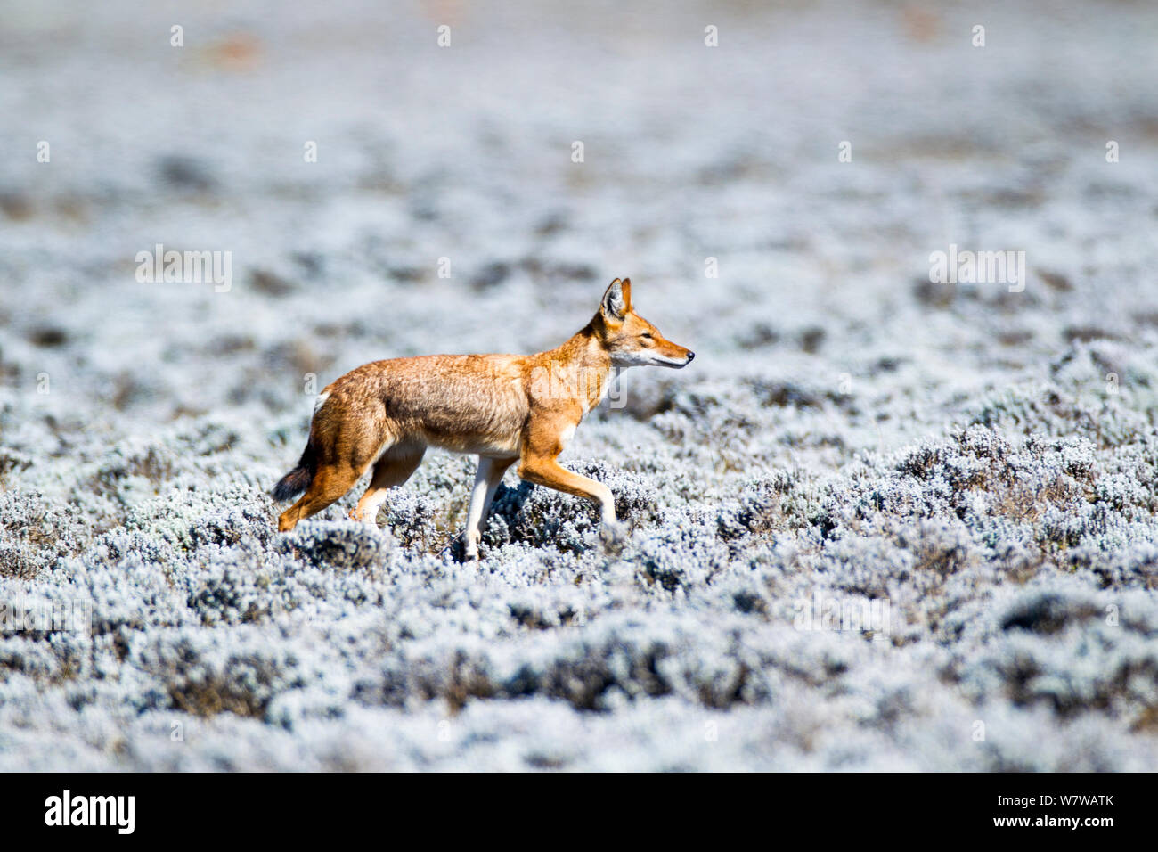 Afroalpine hi-res stock photography and images - Alamy