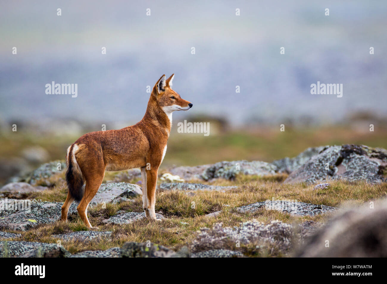 Ethiopian dog hi-res stock photography and images - Alamy