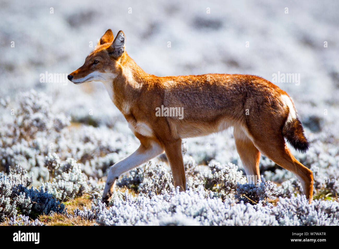 Ethiopian Wolf (Canis simensis) in white heather, Bale Mountains ...