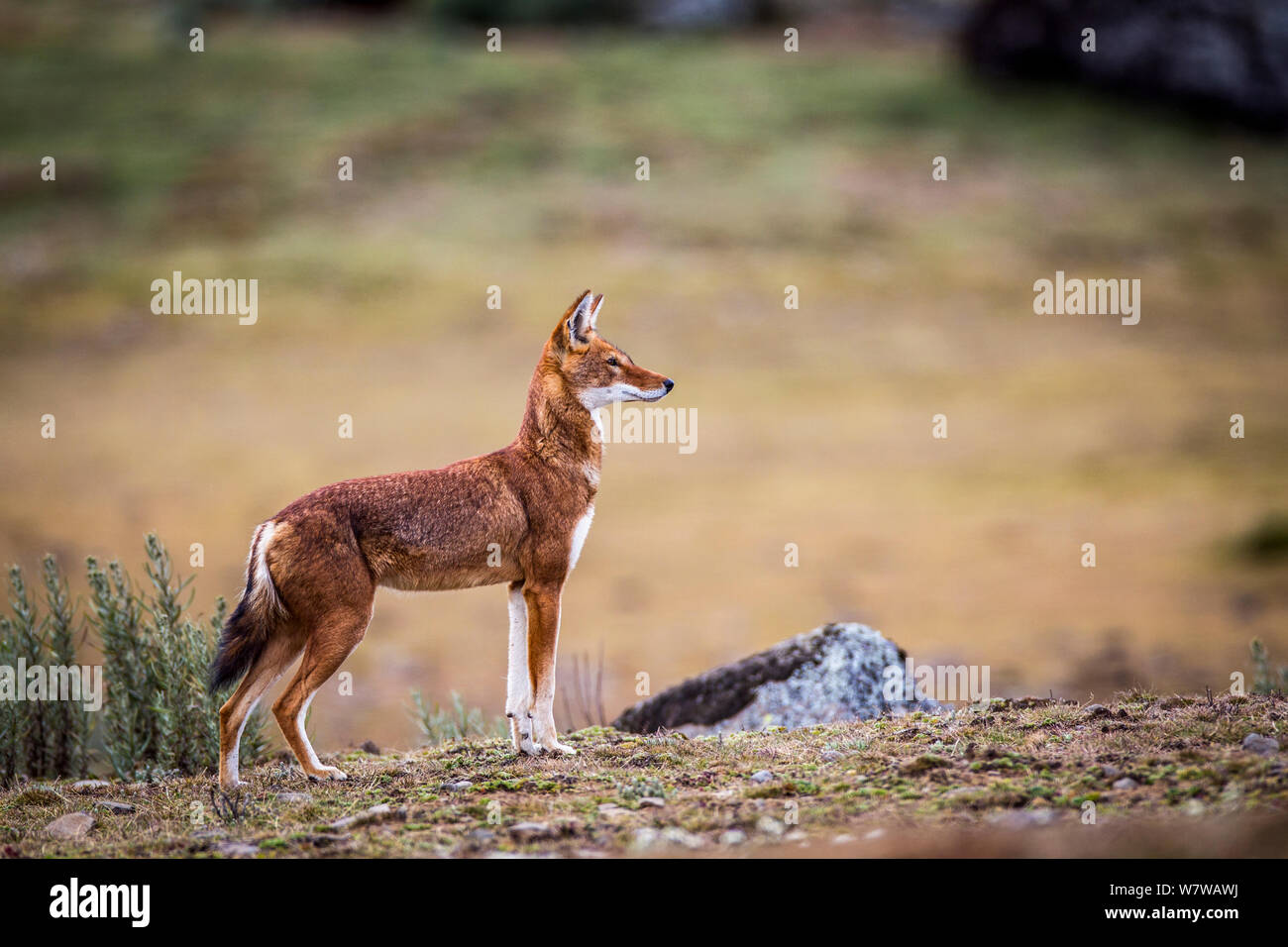 Simien fox hi-res stock photography and images - Alamy