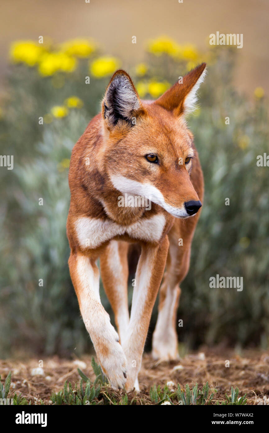 Ethiopian Wolf (Canis simensis) portrait, Sanetti Plateau, Bale ...